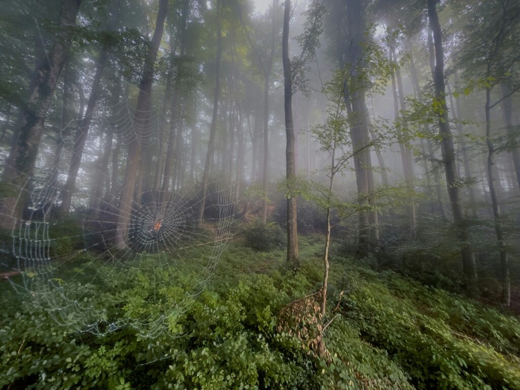 Scary world: forests, castles, and other haunted places